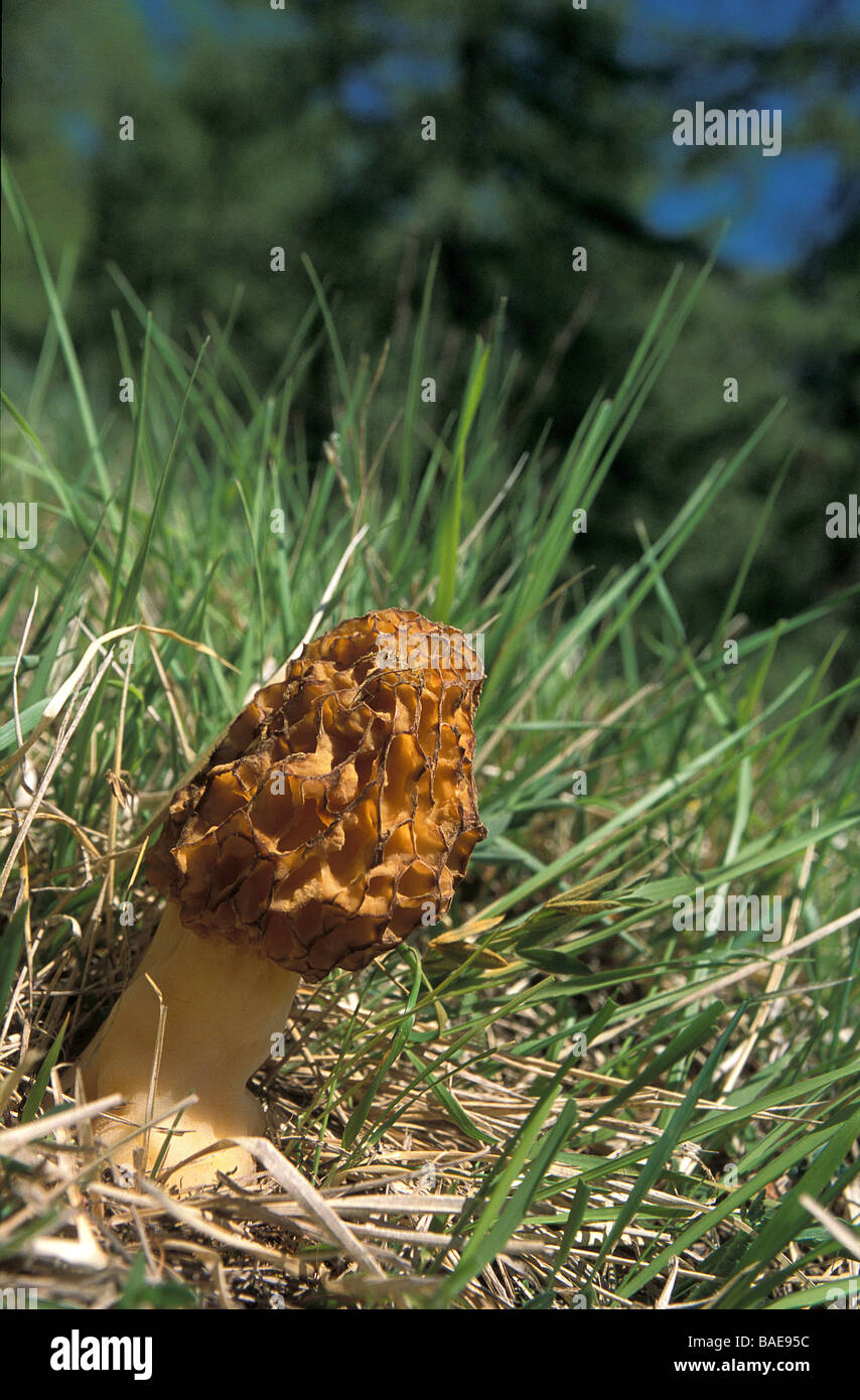 Spugnola hi-res stock photography and images - Alamy