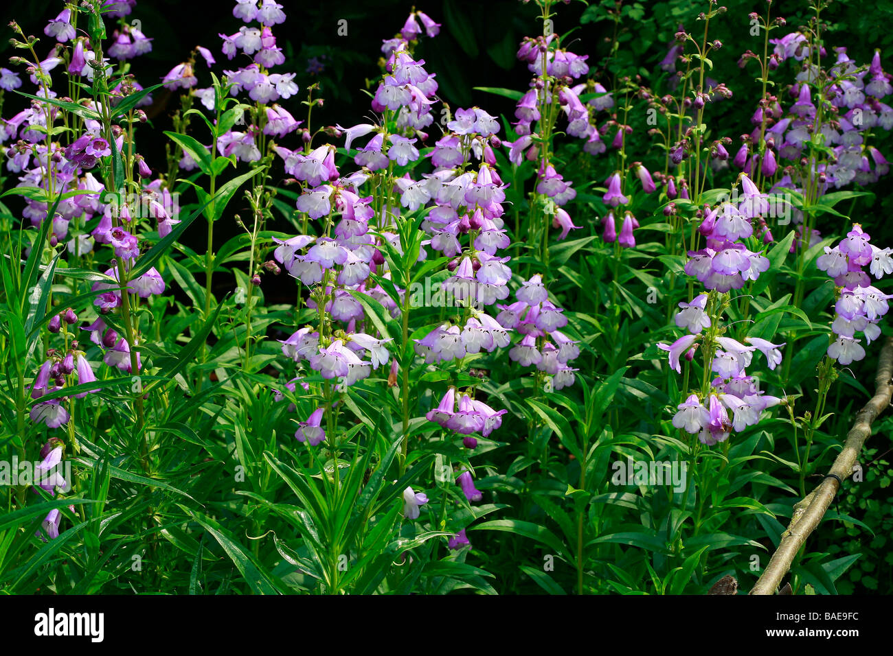 Penstemon hybrid hi-res stock photography and images - Alamy