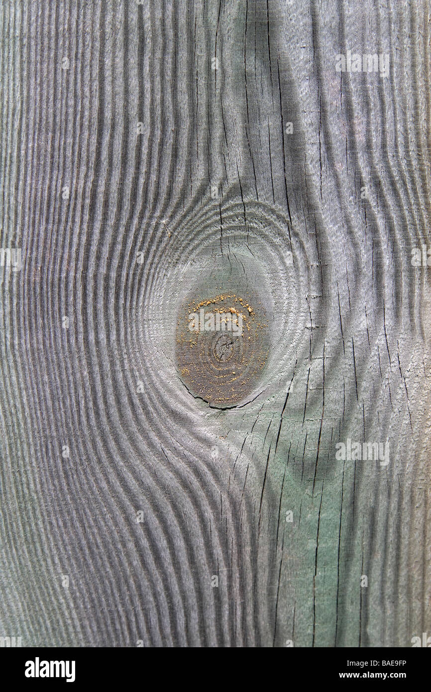 Growth ring pattern hi-res stock photography and images - Alamy