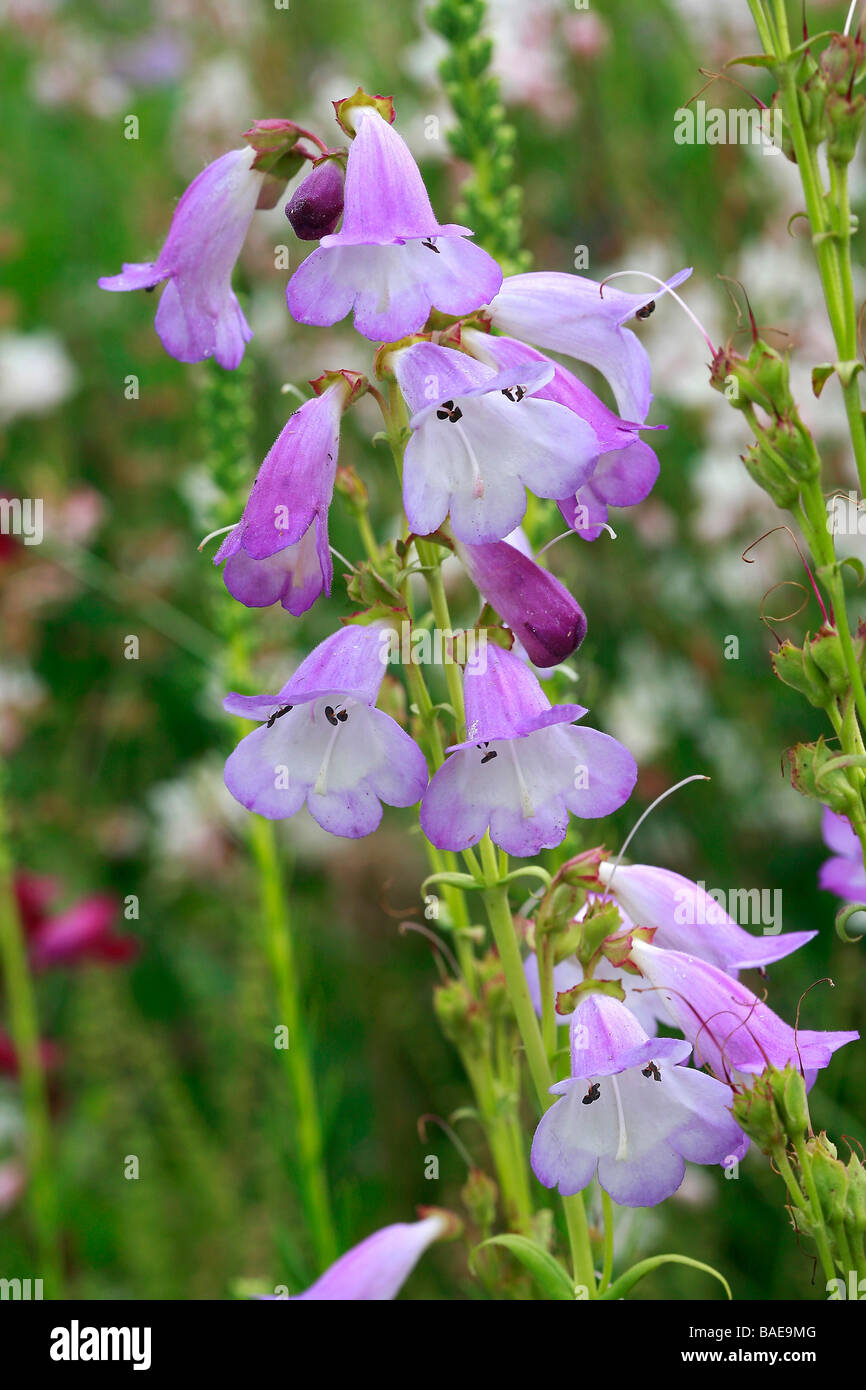 Penstemon hybrid hi-res stock photography and images - Alamy