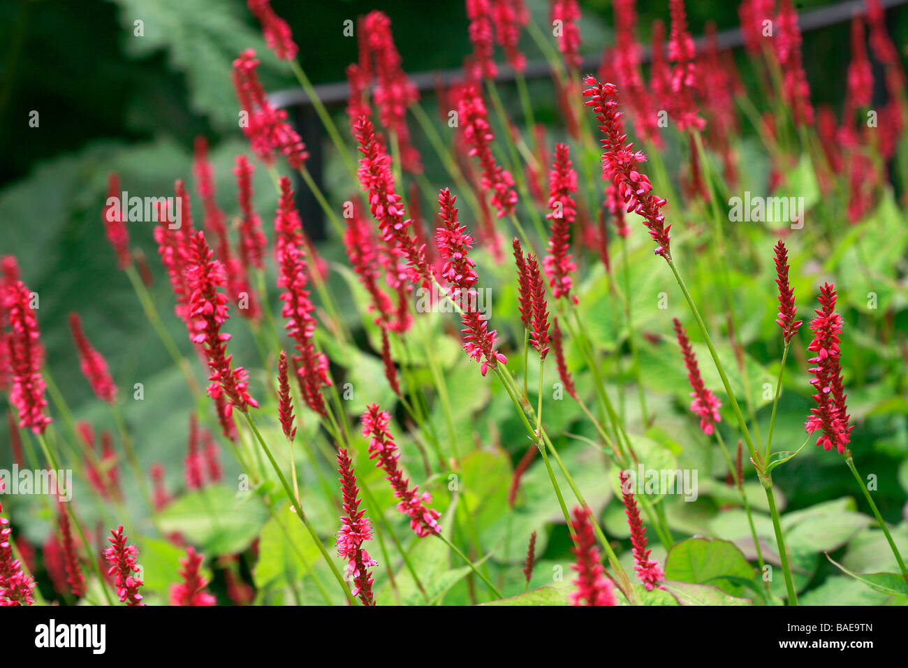 Polygonum sp hi-res stock photography and images - Alamy