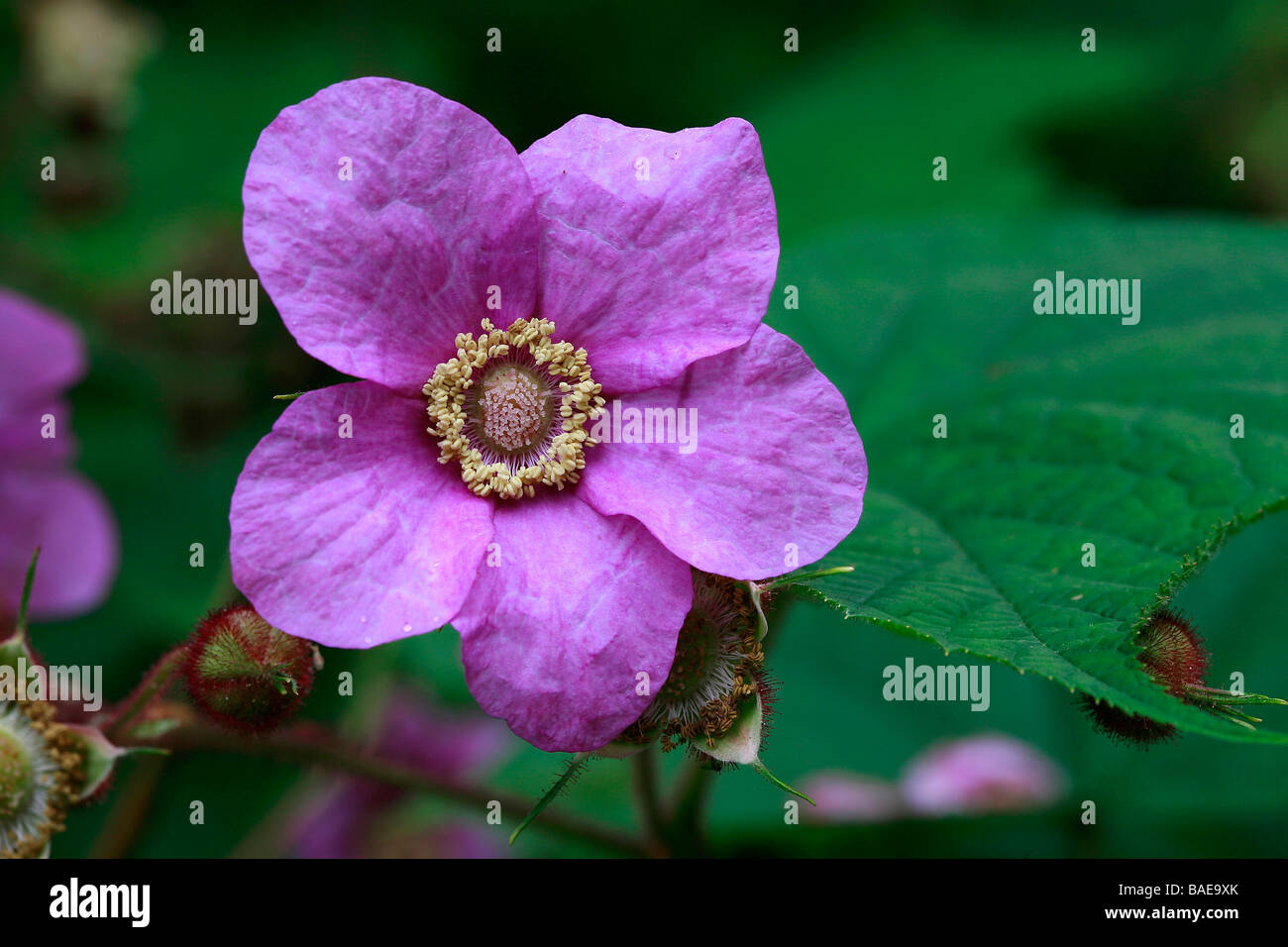 Rubus odoratus hi-res stock photography and images - Alamy