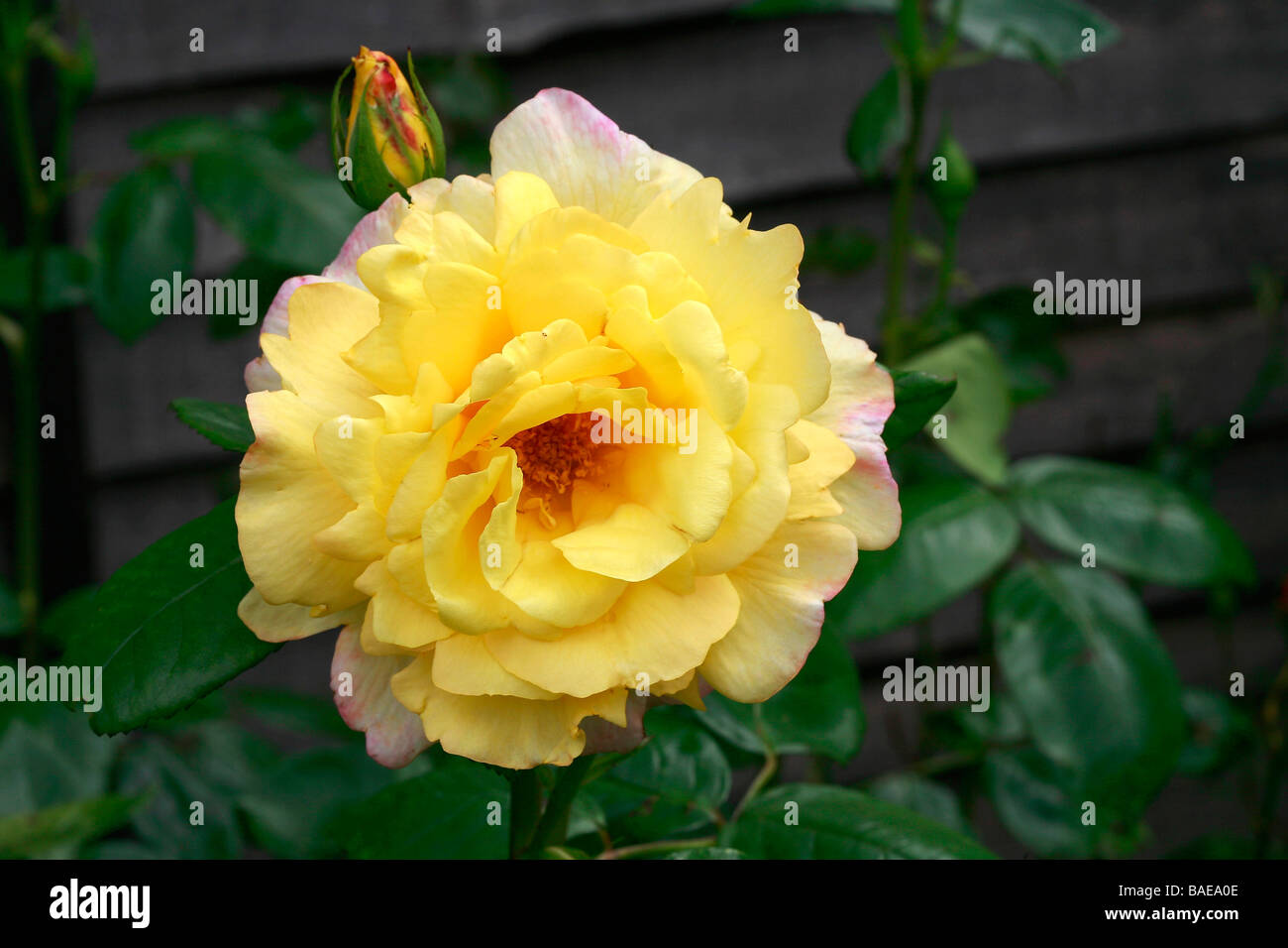 Veronica rose hi-res stock photography and images - Alamy