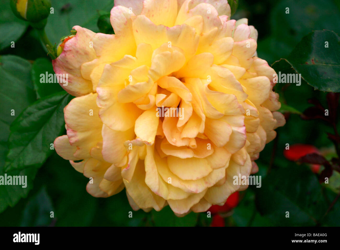 Rose molineux hi-res stock photography and images - Alamy