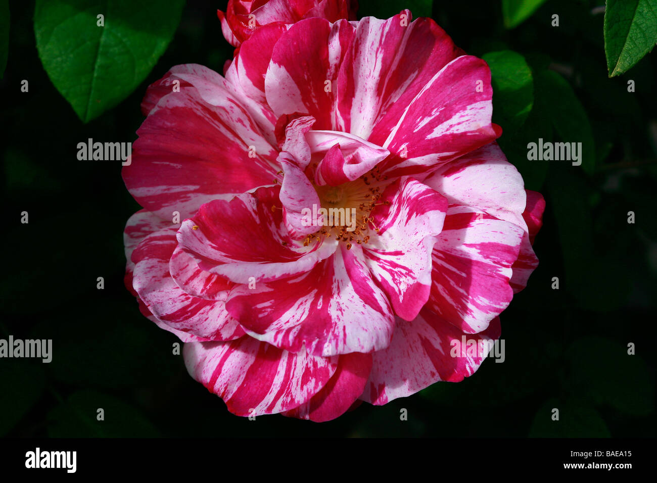 Rosa Gallica Versicolor Stock Photos & Rosa Gallica Versicolor Stock ...