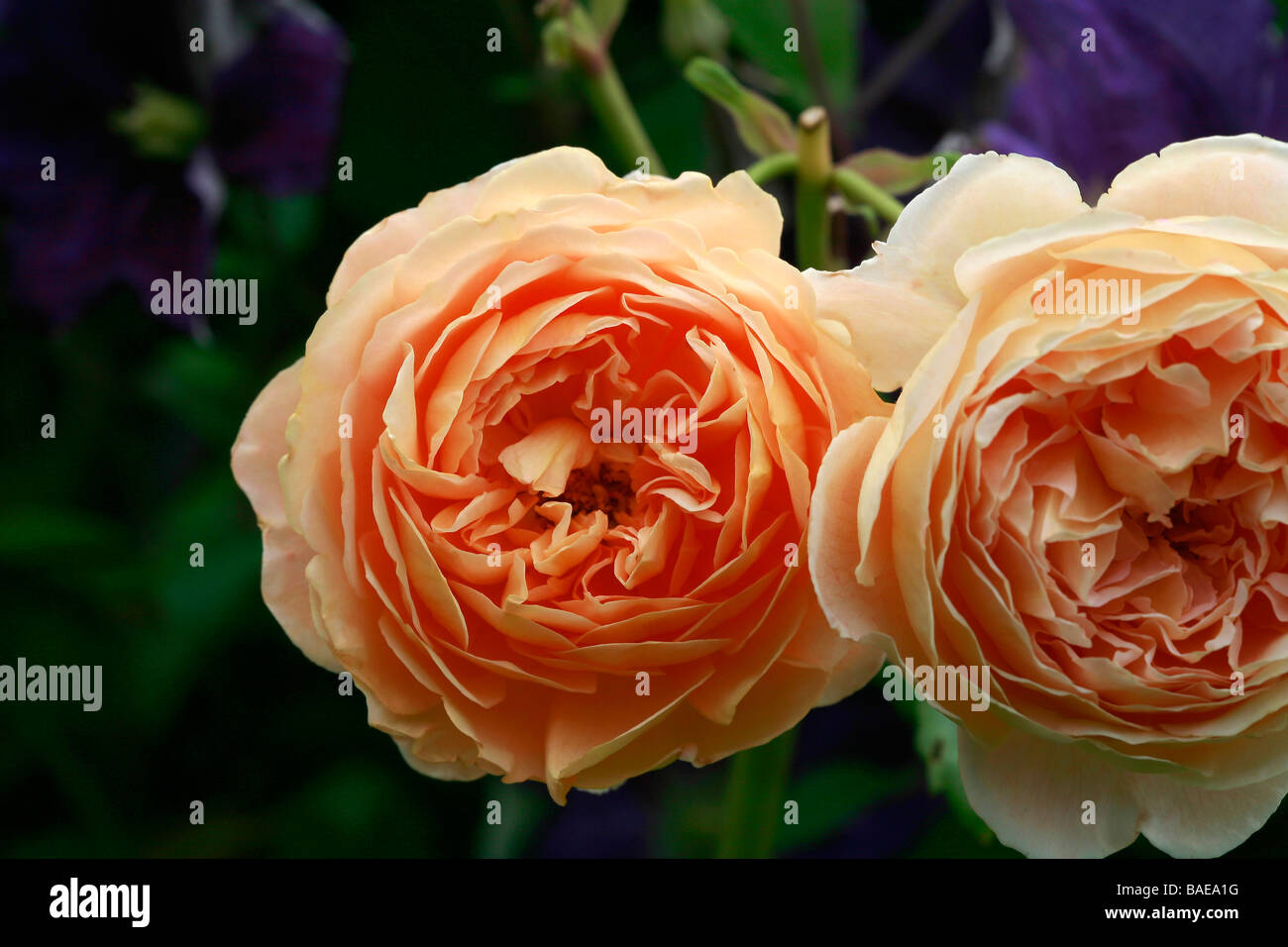 Rose and crown hi-res stock photography and images - Alamy