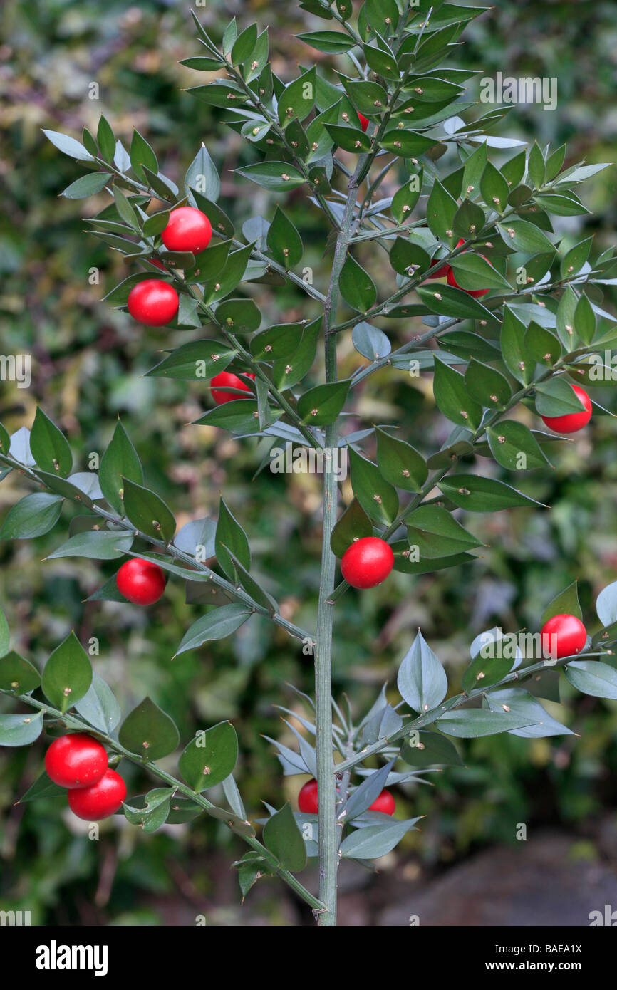 Ruscus Aculeatus Stock Photos & Ruscus Aculeatus Stock Images - Alamy