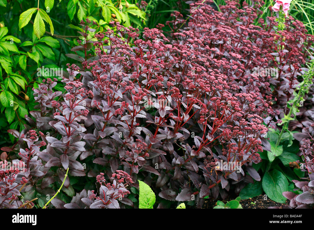 Sedum "Purple Emperor Stock Photo - Alamy