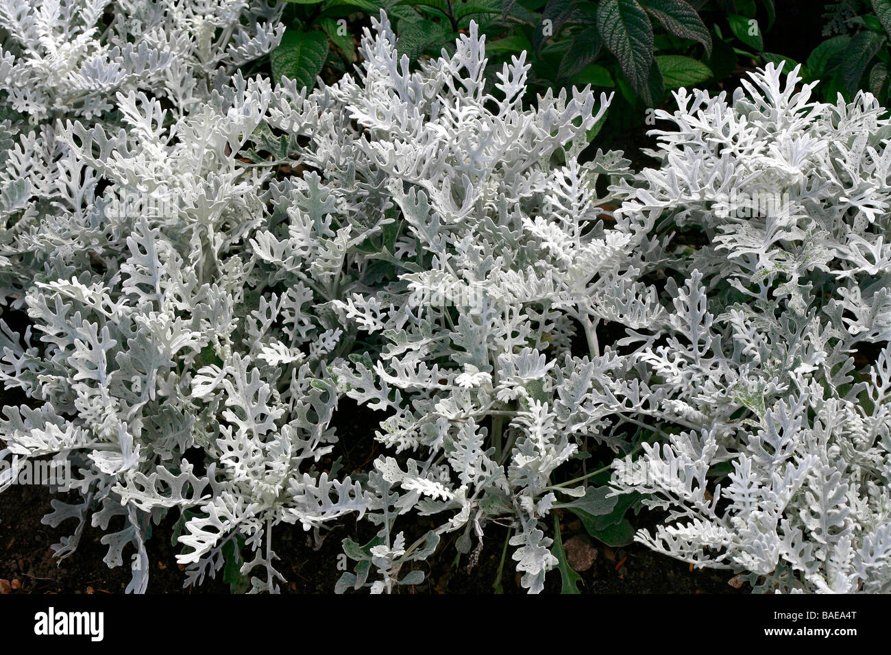 Senecio cineraria "Silver Dust Stock Photo - Alamy
