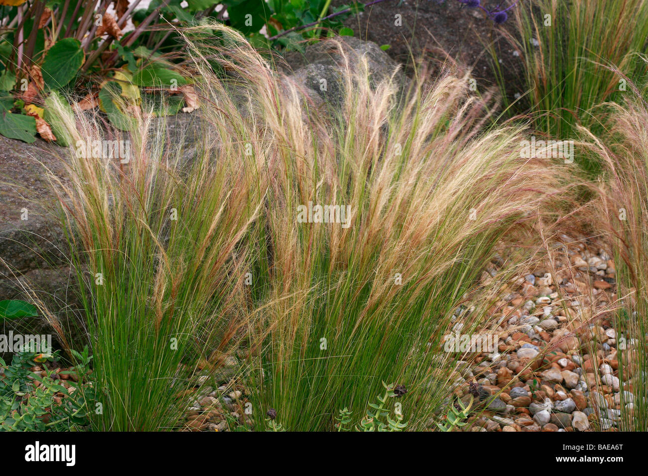 Stipa tenuissima hi-res stock photography and images - Alamy