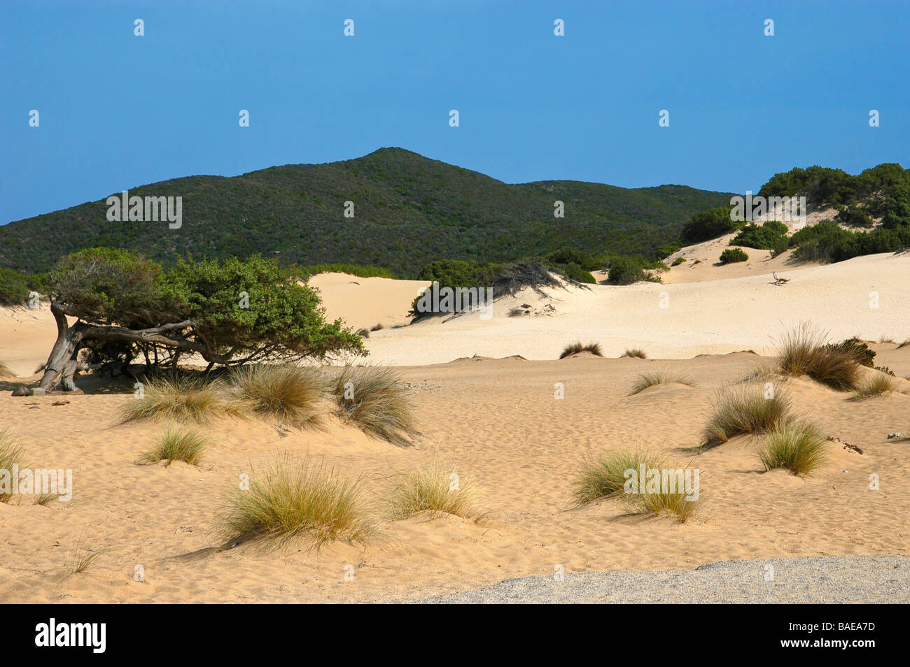 juniper, Piscinas, Arbus, Sardinia, Italy Stock Photo - Alamy