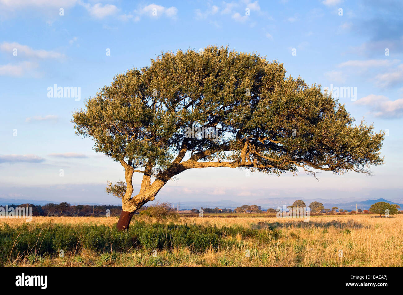 Cork Oak