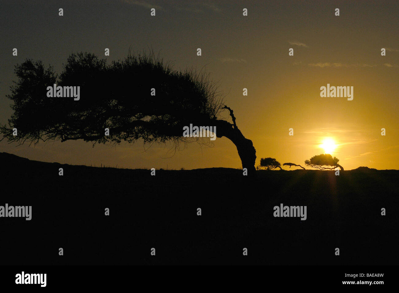 Cork Oak tree, Quercus, Sardinia, Italy Stock Photo - Alamy