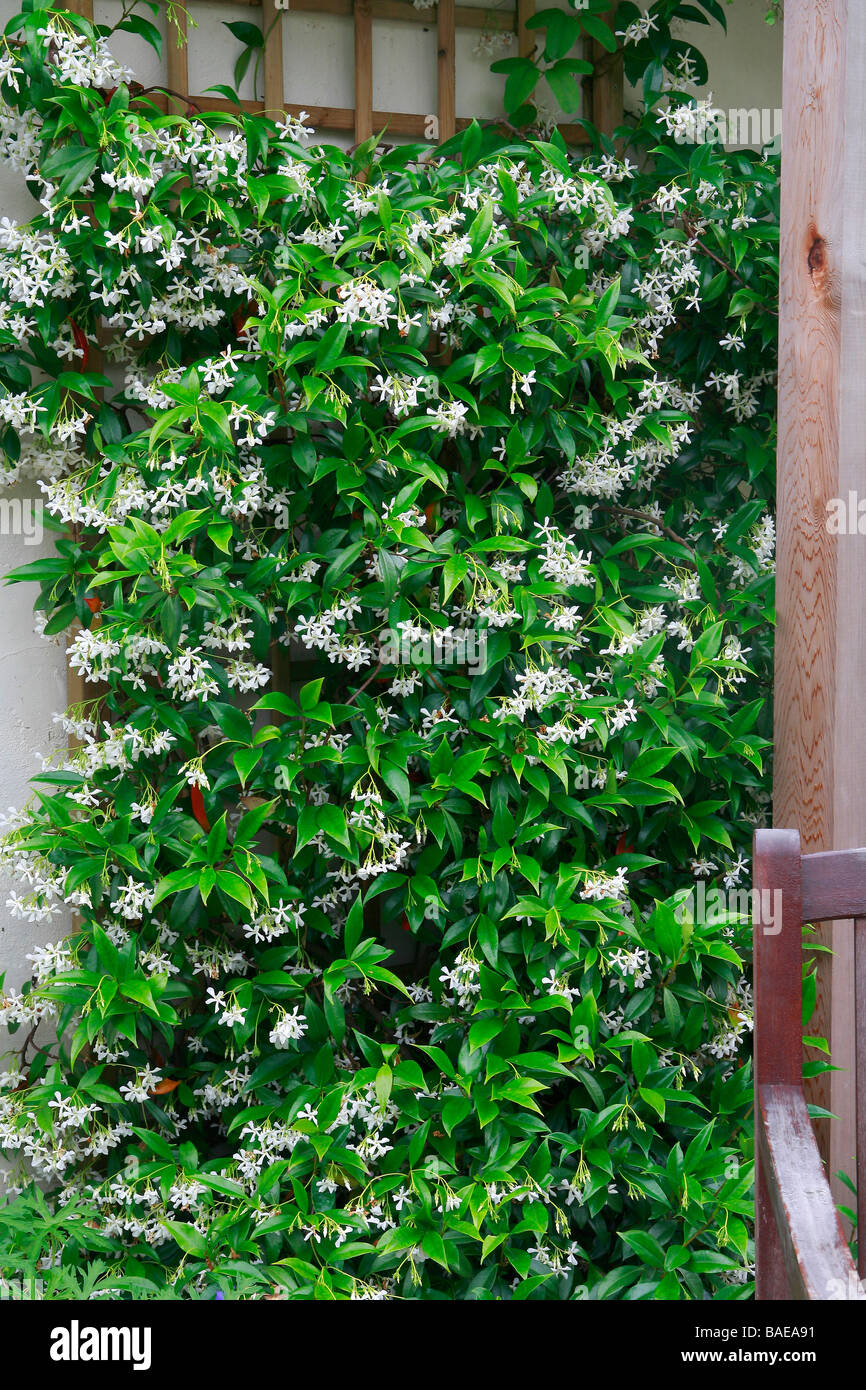 Trachelospermum jasminoides Stock Photo - Alamy