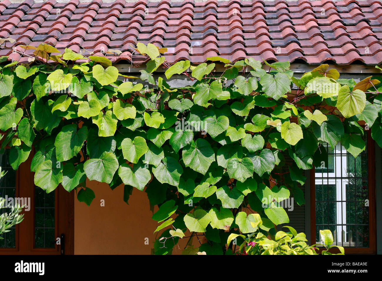 Vitis coignetiae hi-res stock photography and images - Alamy