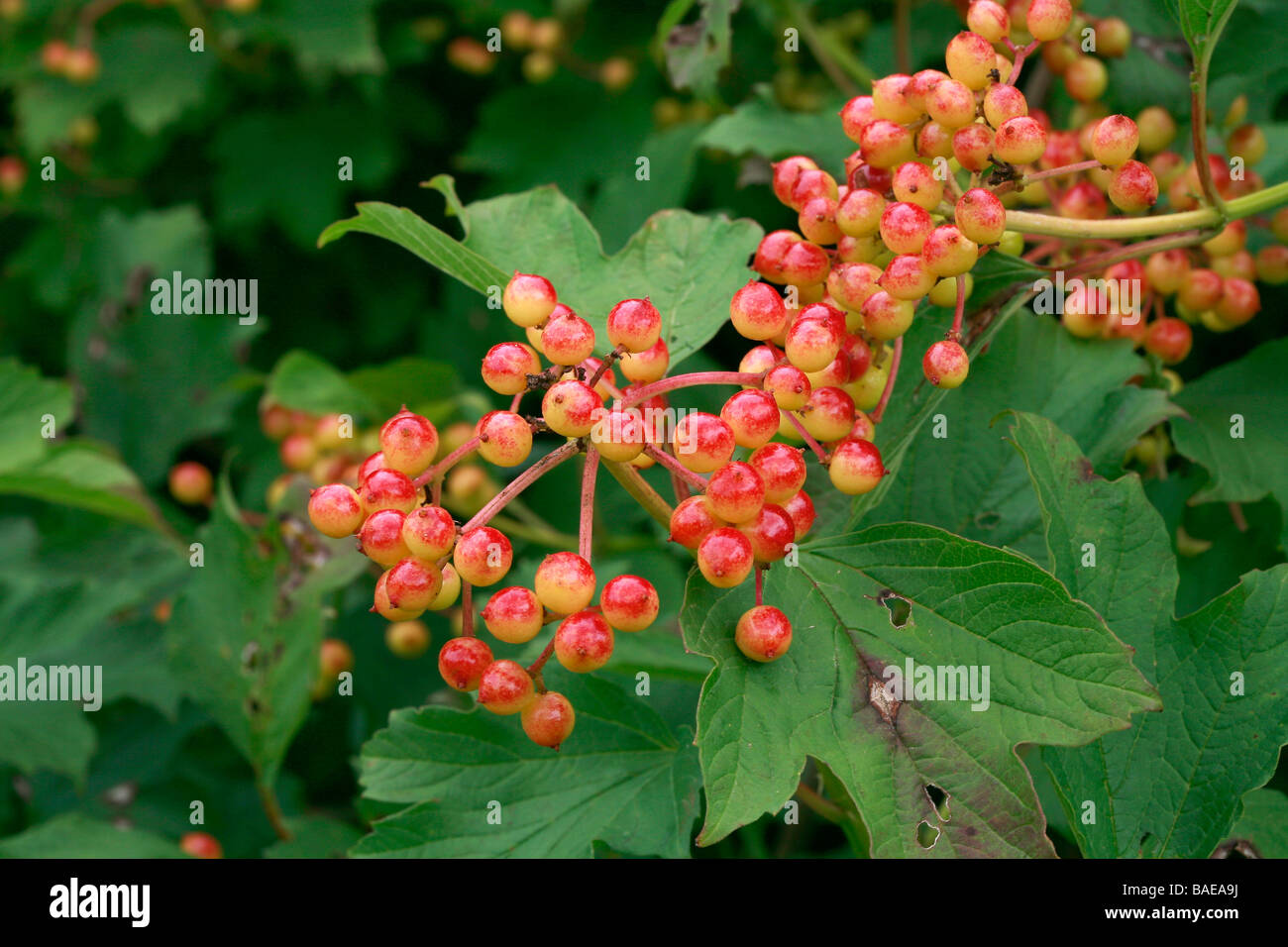 Notcutts variety hi-res stock photography and images - Alamy