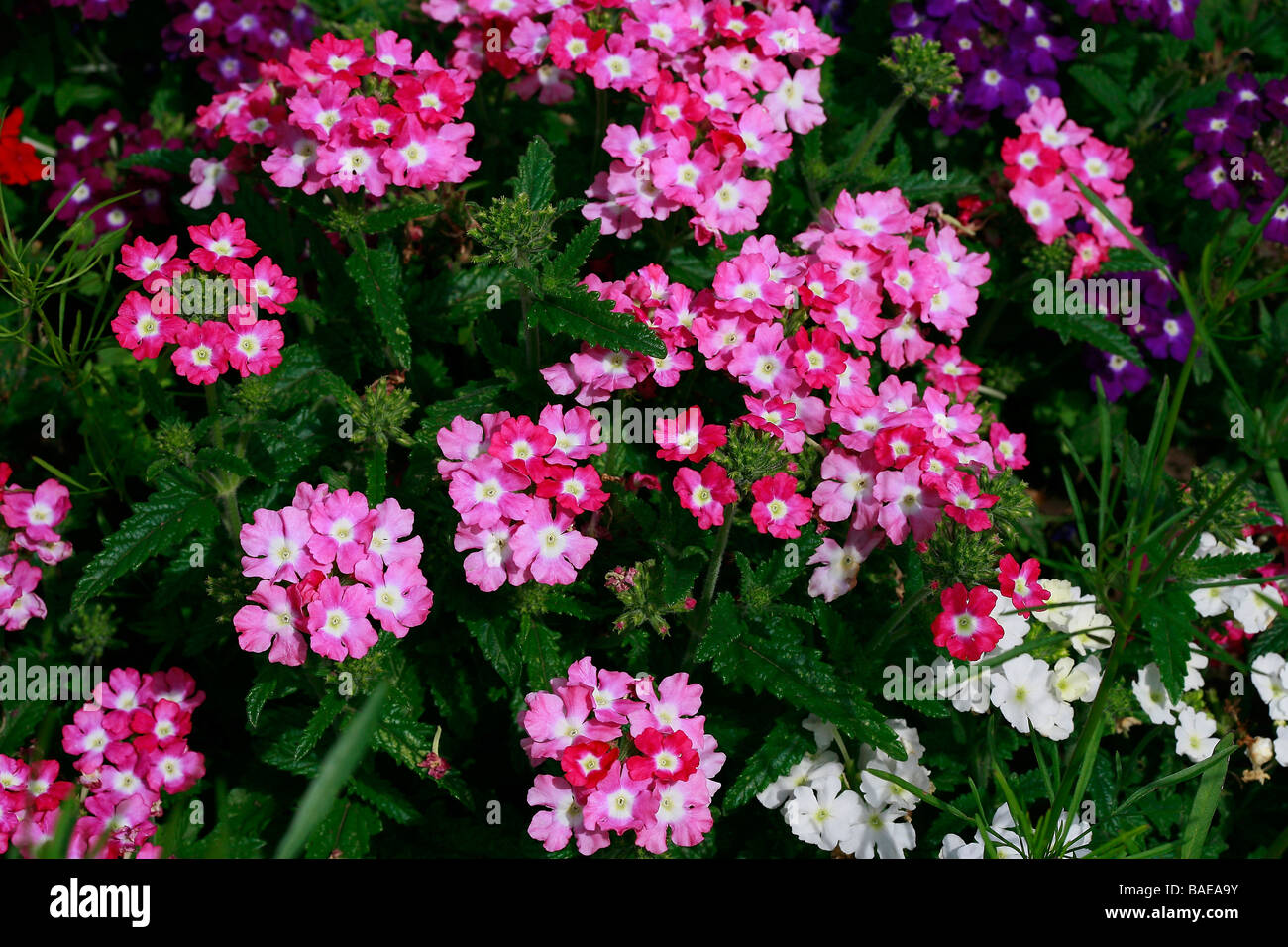 Verbena quartz hi-res stock photography and images - Alamy