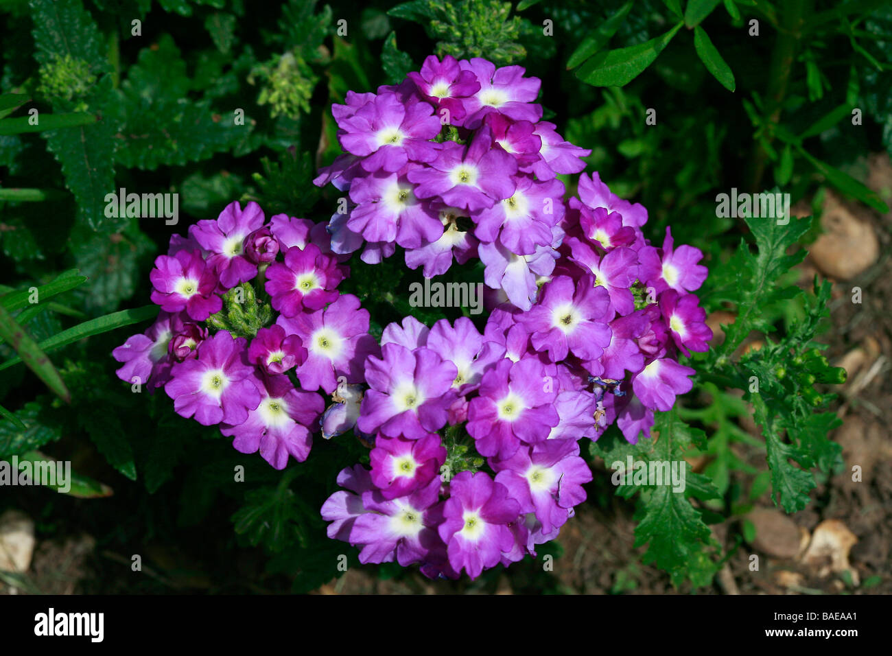 Verbena quartz hi-res stock photography and images - Alamy