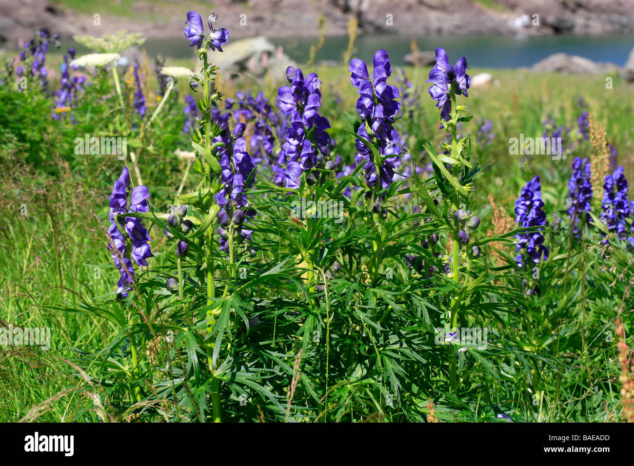 Aconitum napellus hi-res stock photography and images - Alamy