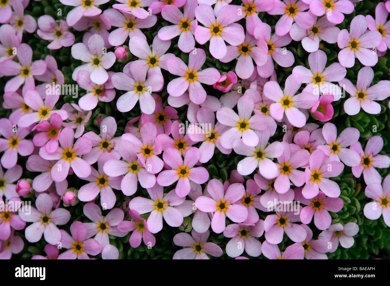 Androsace alpina hi-res stock photography and images - Alamy
