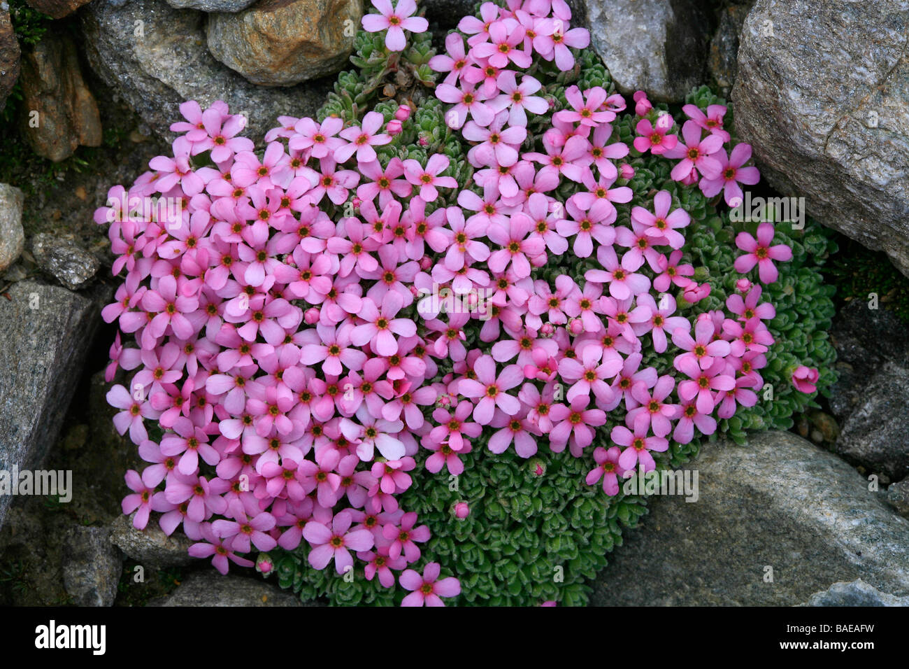 Androsace alpina hi-res stock photography and images - Alamy