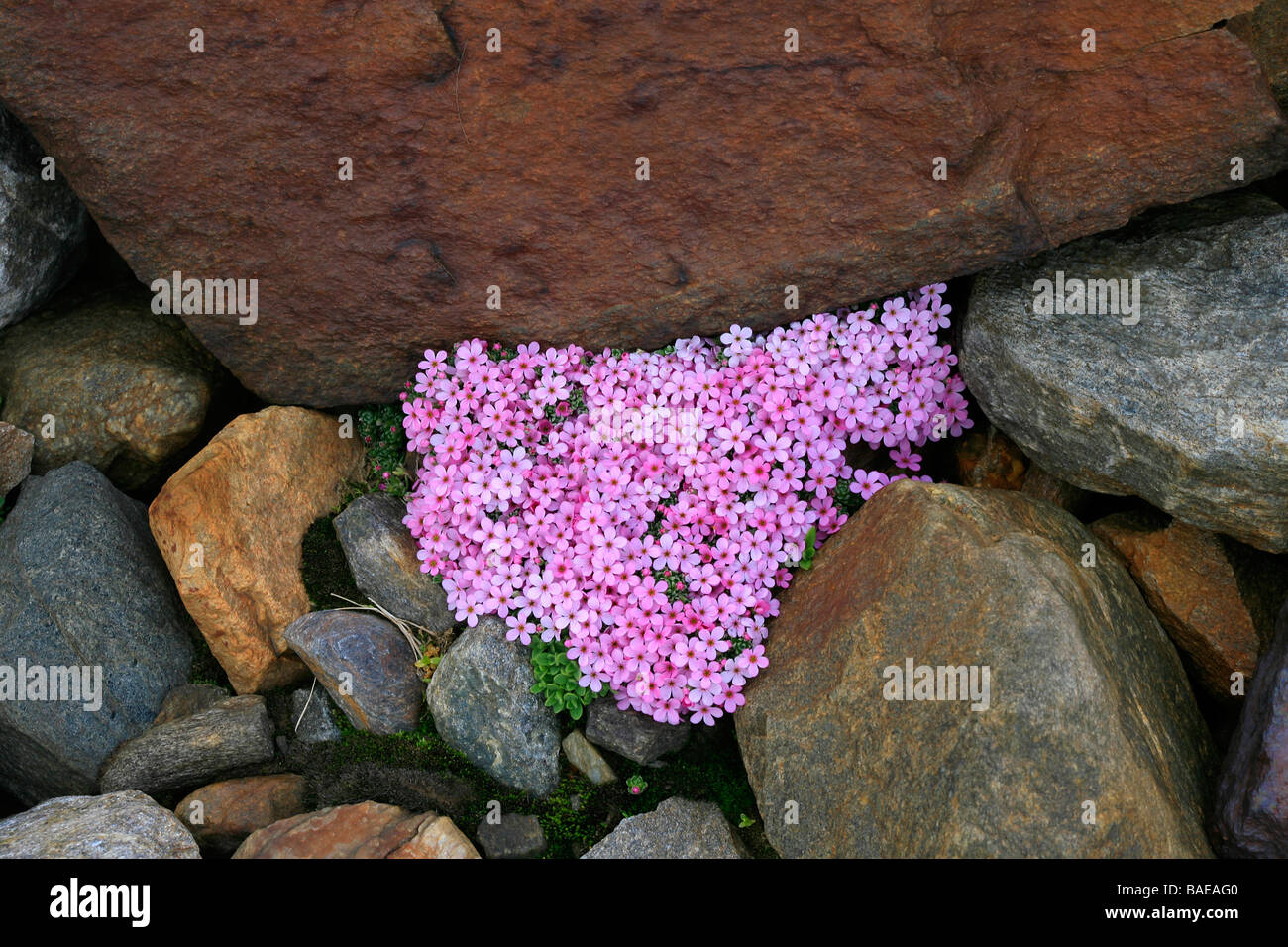 Androsace alpina hi-res stock photography and images - Alamy