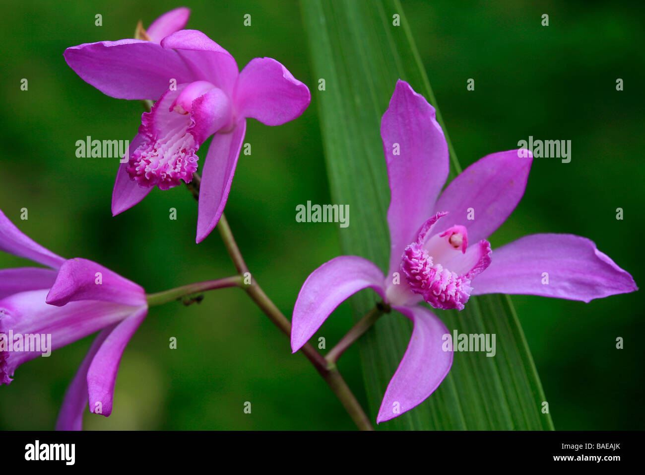 Striata hi-res stock photography and images - Alamy