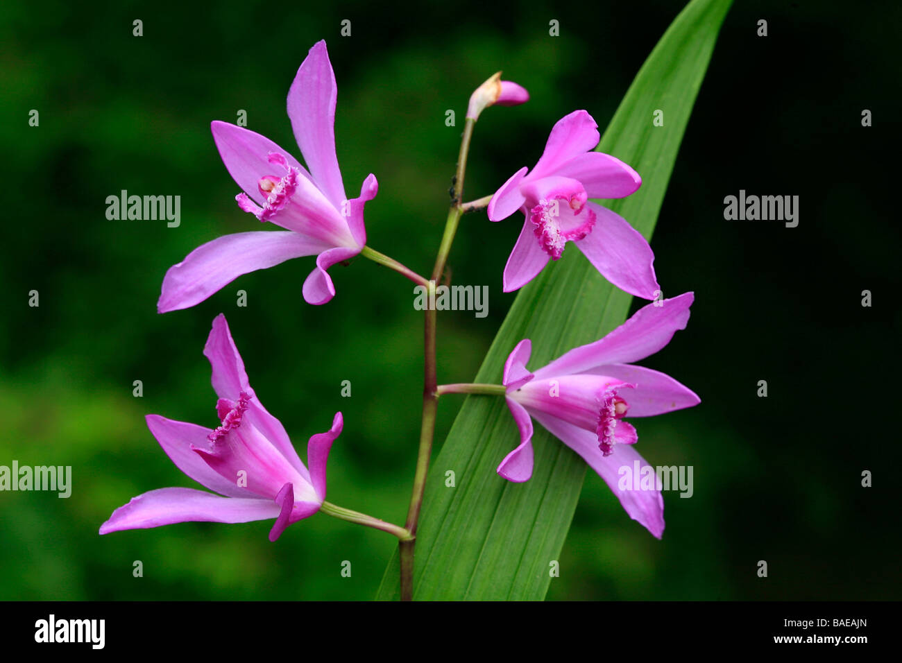 Striata hi-res stock photography and images - Alamy