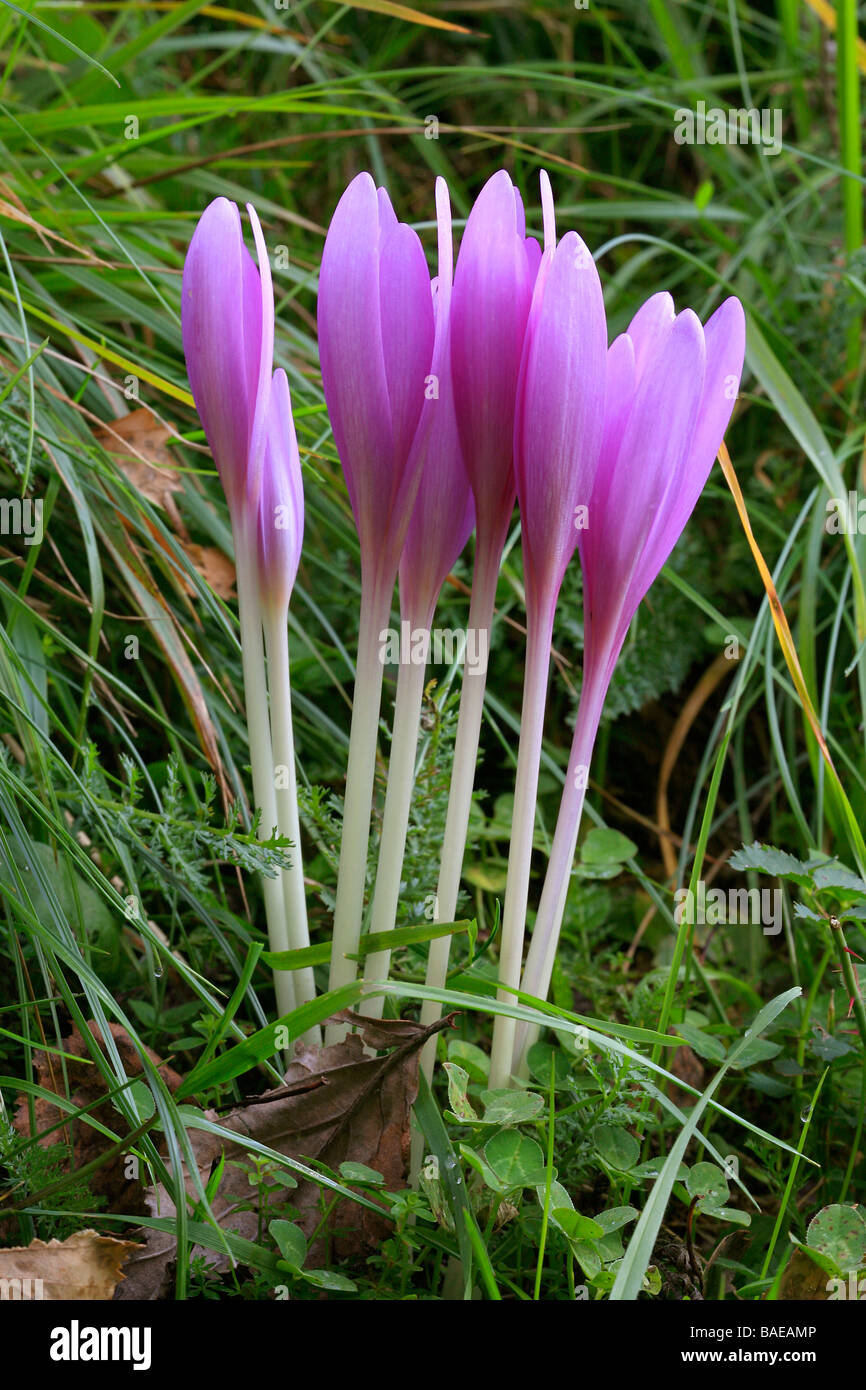 Colchicum autumnale hi-res stock photography and images - Alamy