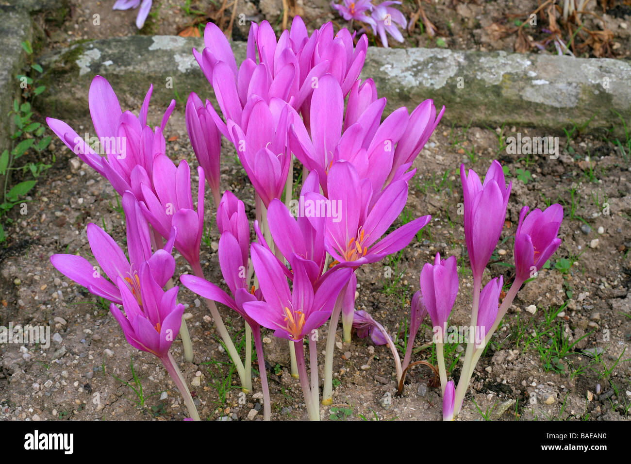 Colchicum speciosum hi-res stock photography and images - Alamy