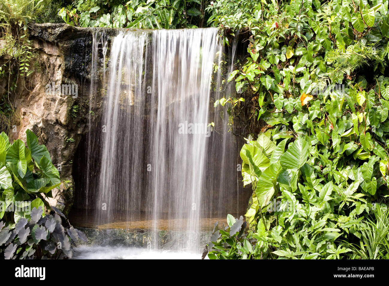 Singapore, Singapore Botanic Gardens, Ginger garden, waterfall Stock ...