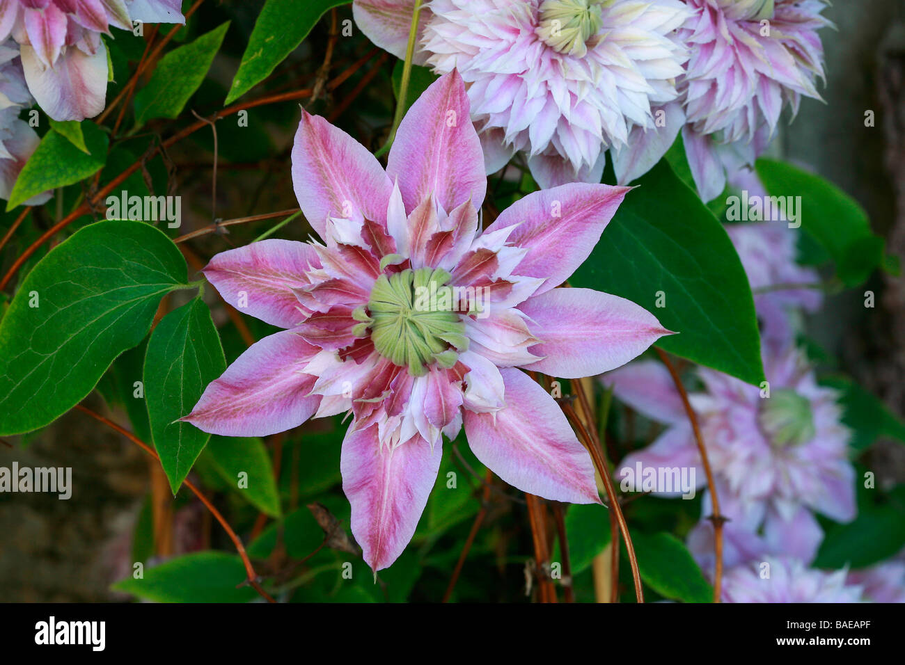 Clematis josephine hi-res stock photography and images - Alamy