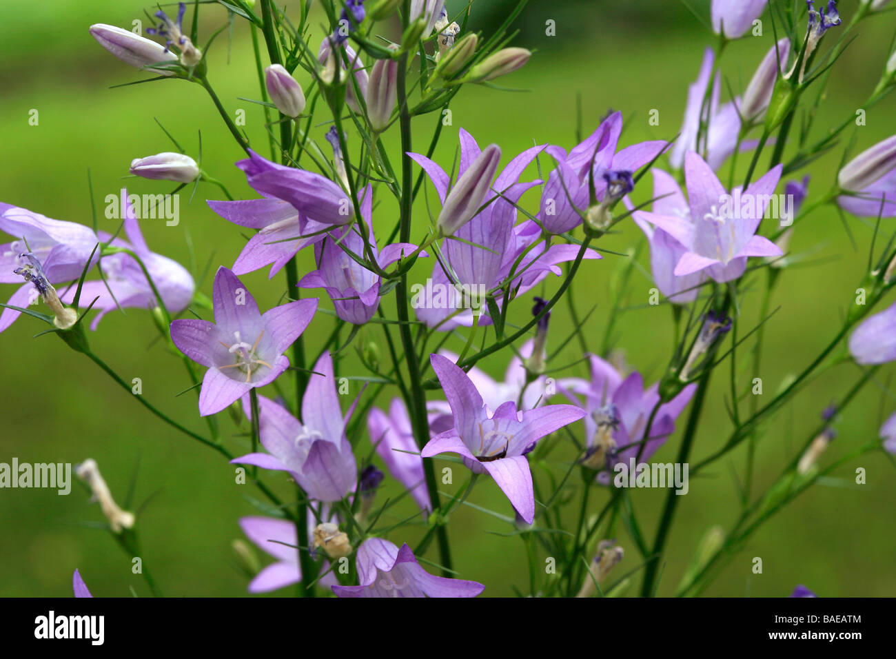 Campanula rapunculus campanula rapunculus hi-res stock photography and ...