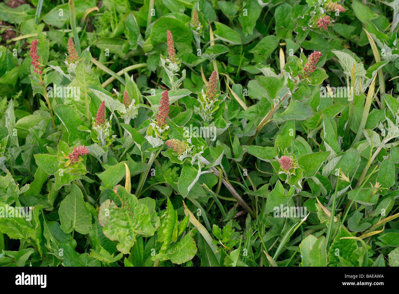 Henricus Stock Photos & Henricus Stock Images - Alamy