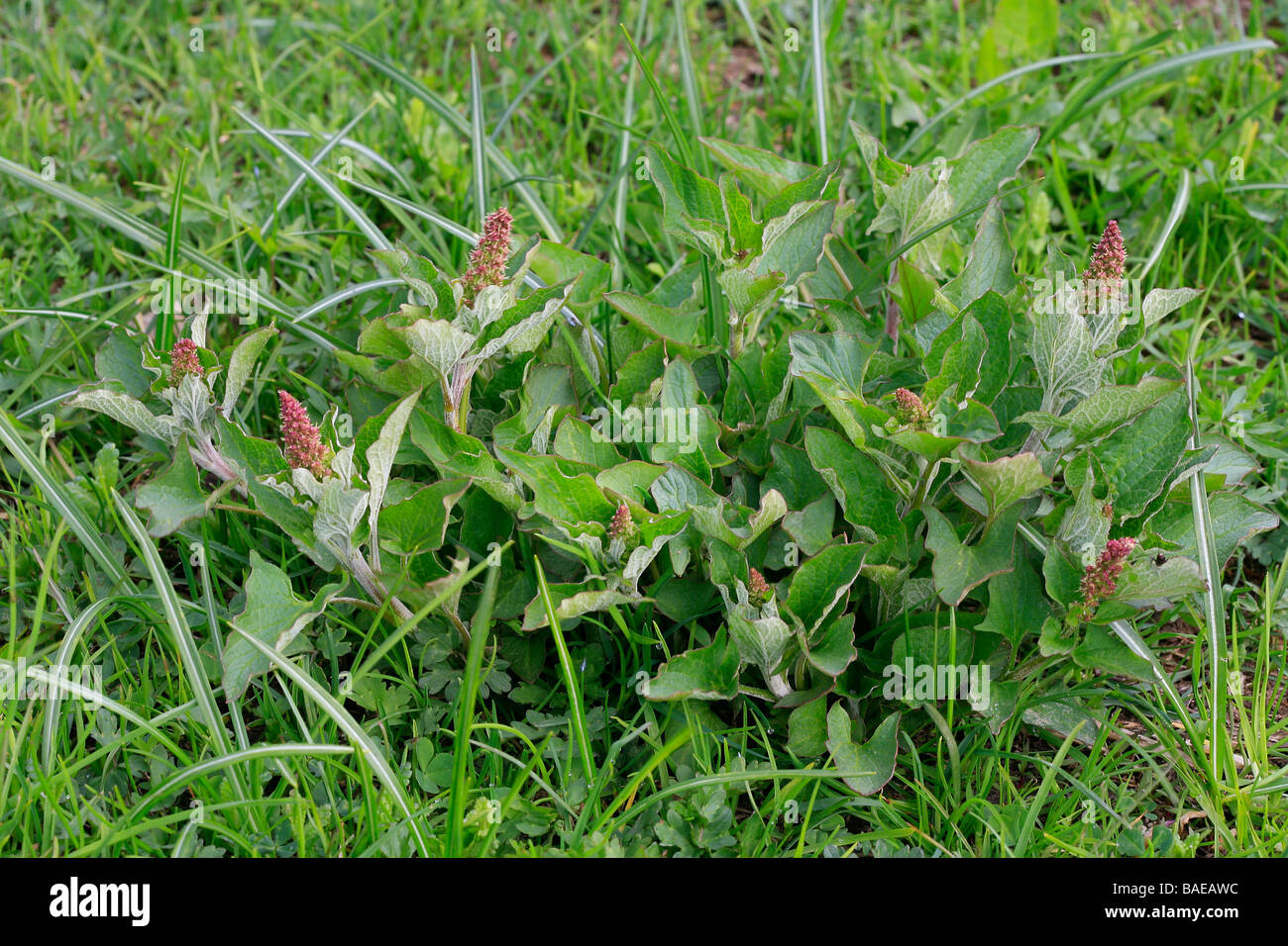 Henricus Stock Photos & Henricus Stock Images - Alamy