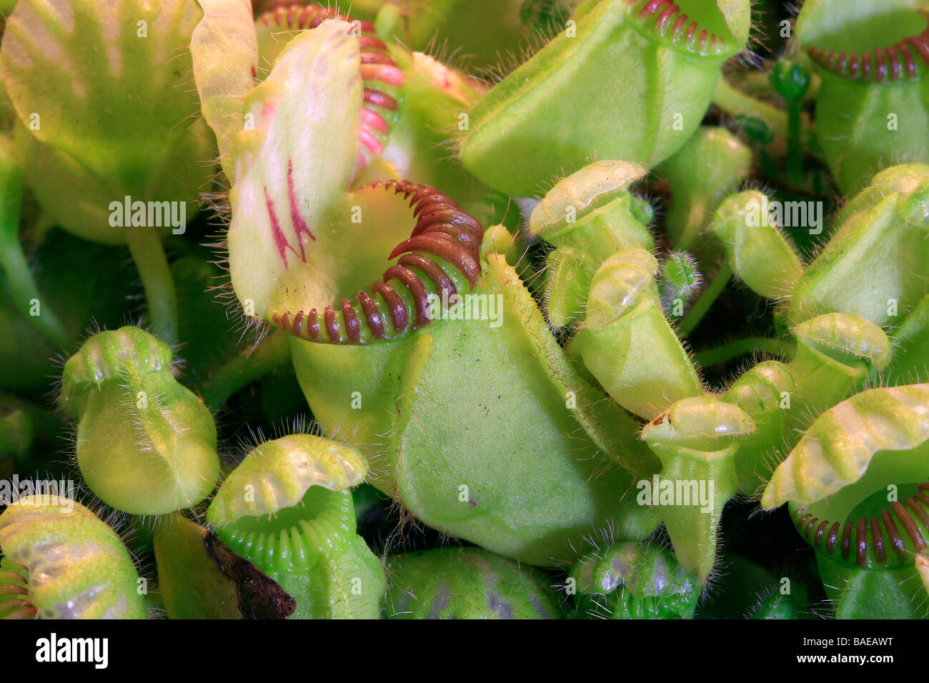 Cephalotus hi-res stock photography and images - Alamy