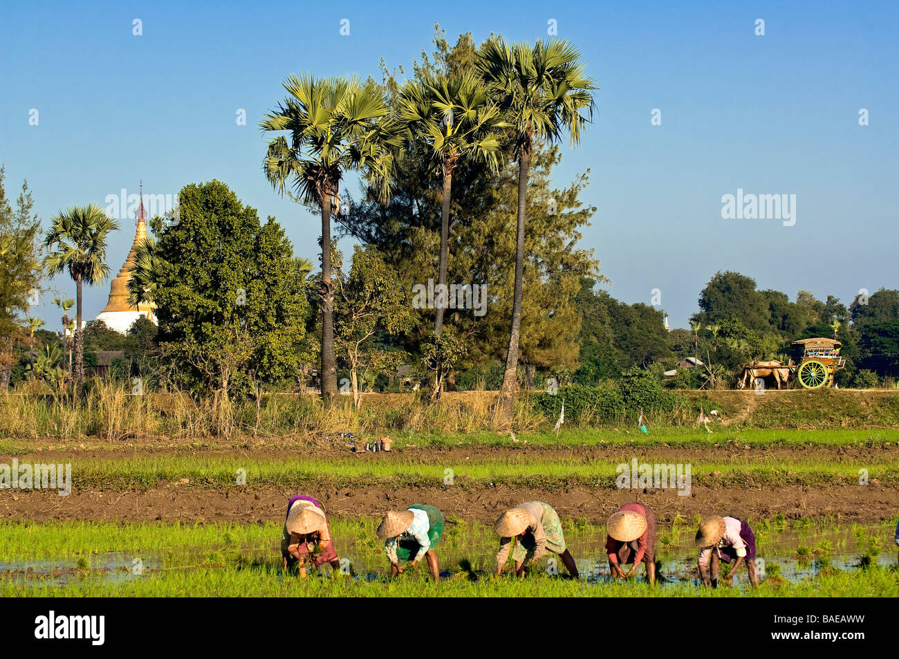 Transplanting rice in a rice field hi-res stock photography and images ...