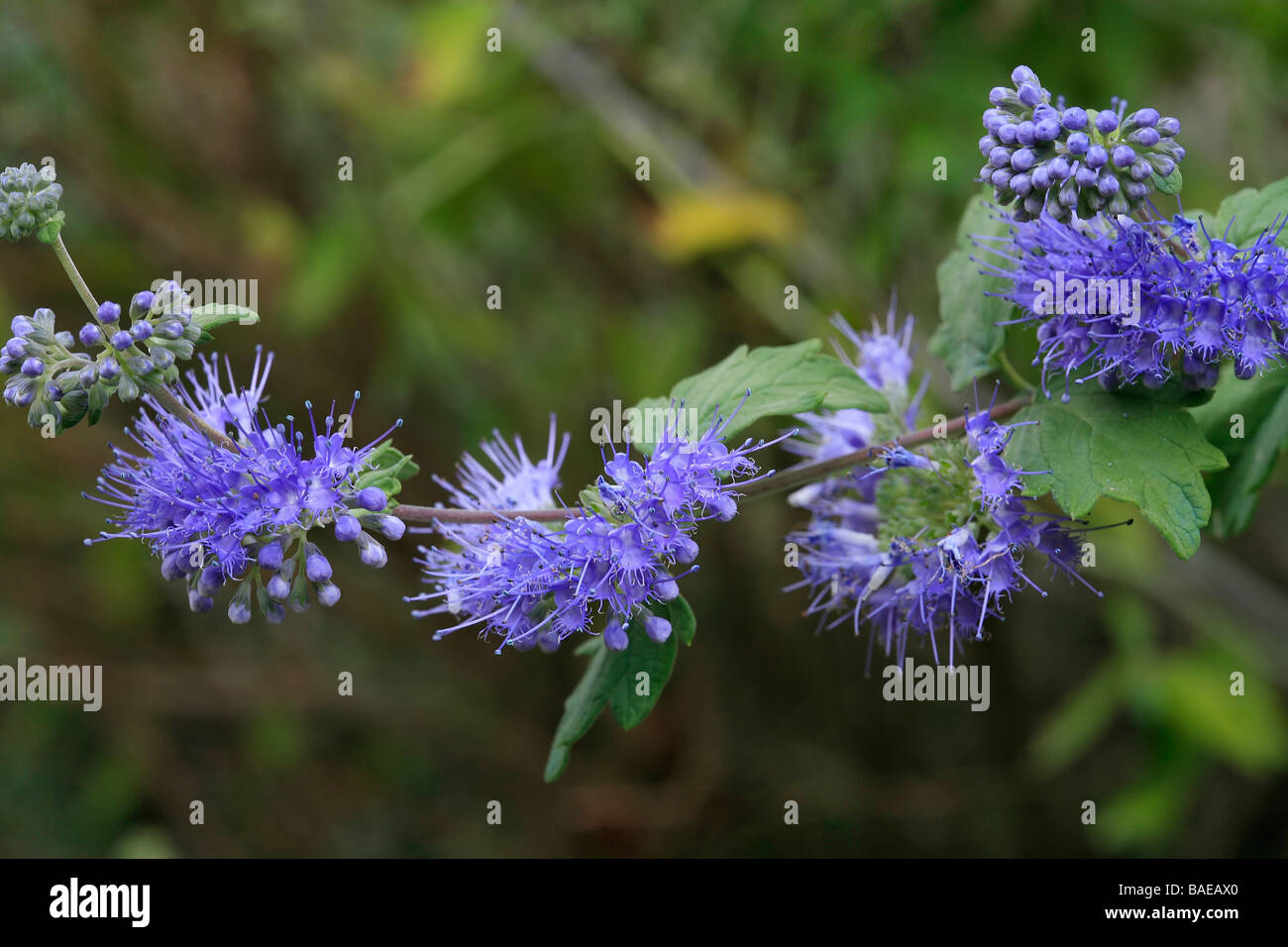 Caryopteris High Resolution Stock Photography and Images - Alamy