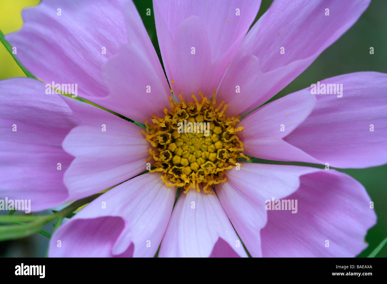 Cosmos bipinnatus Sea Shells Stock Photo - Alamy