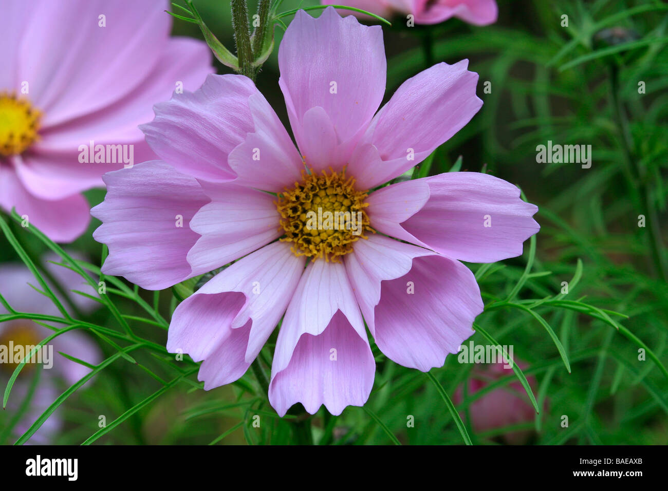 Cosmos bipinnatus Sea Shells Stock Photo - Alamy
