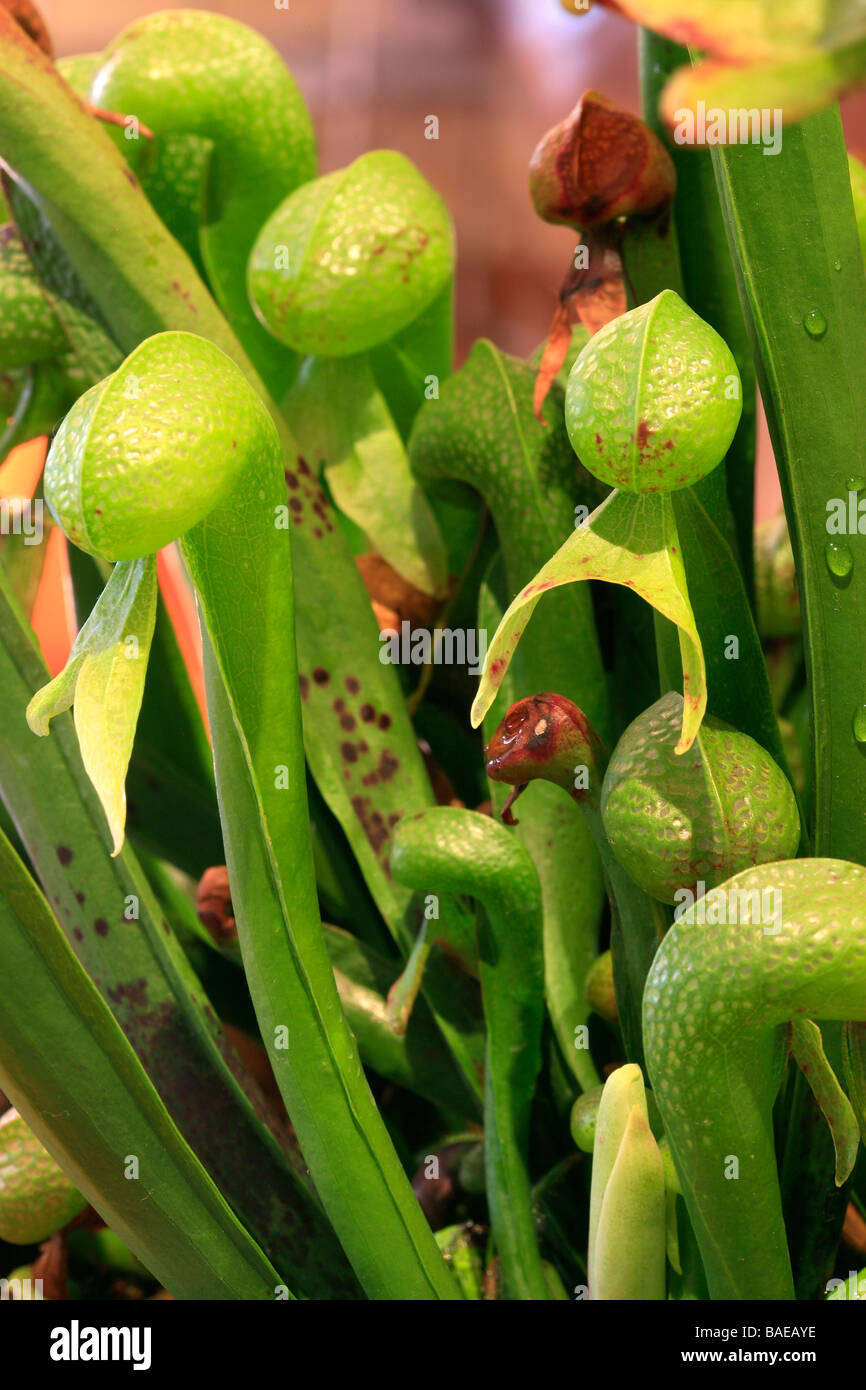 Darlingtonia Californica High Resolution Stock Photography and Images ...