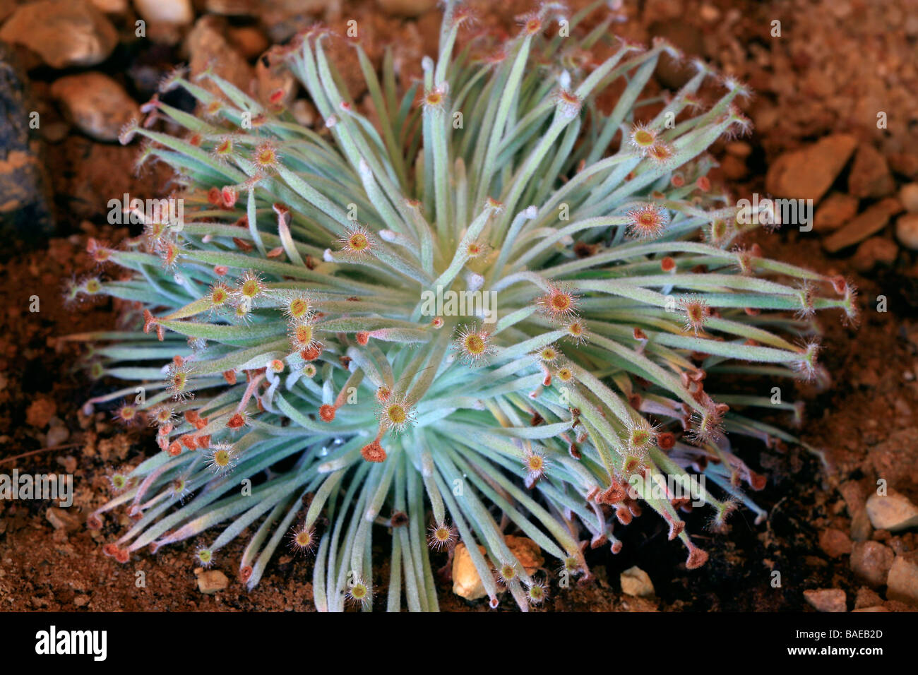 Drosera broomensis hi-res stock photography and images - Alamy