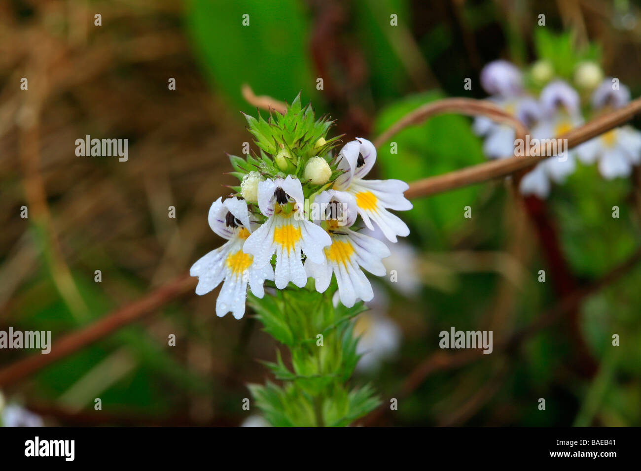 Euphrasia Rostkoviana High Resolution Stock Photography and Images - Alamy