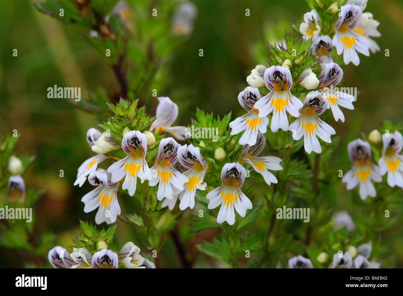 Rostkoviana hi-res stock photography and images - Alamy