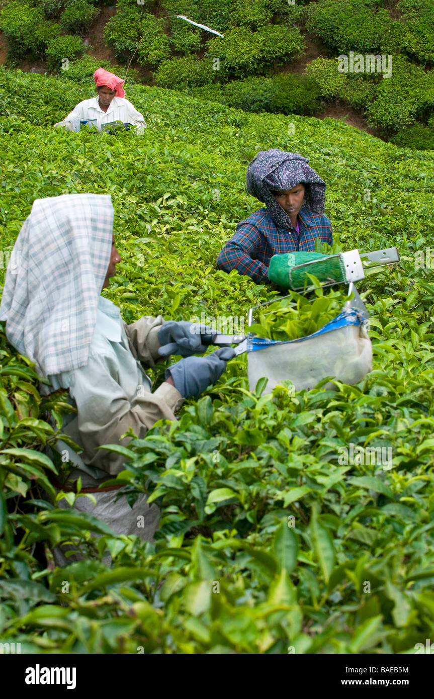 Tea picker clipping the tea bushes daily and collecting leaves in the ...