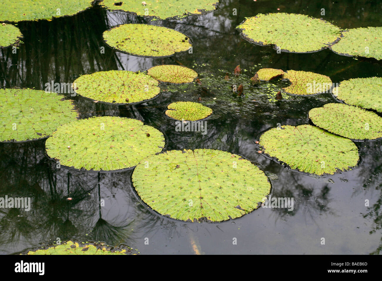 Euryale ferox hi-res stock photography and images - Alamy