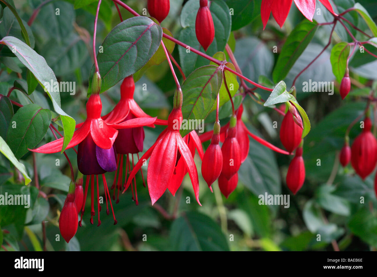 Fuchsia hybrida Sandra Bider Stock Photo - Alamy