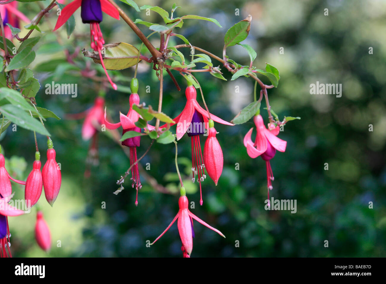 Fuchsia hybrida Aloha Stock Photo - Alamy