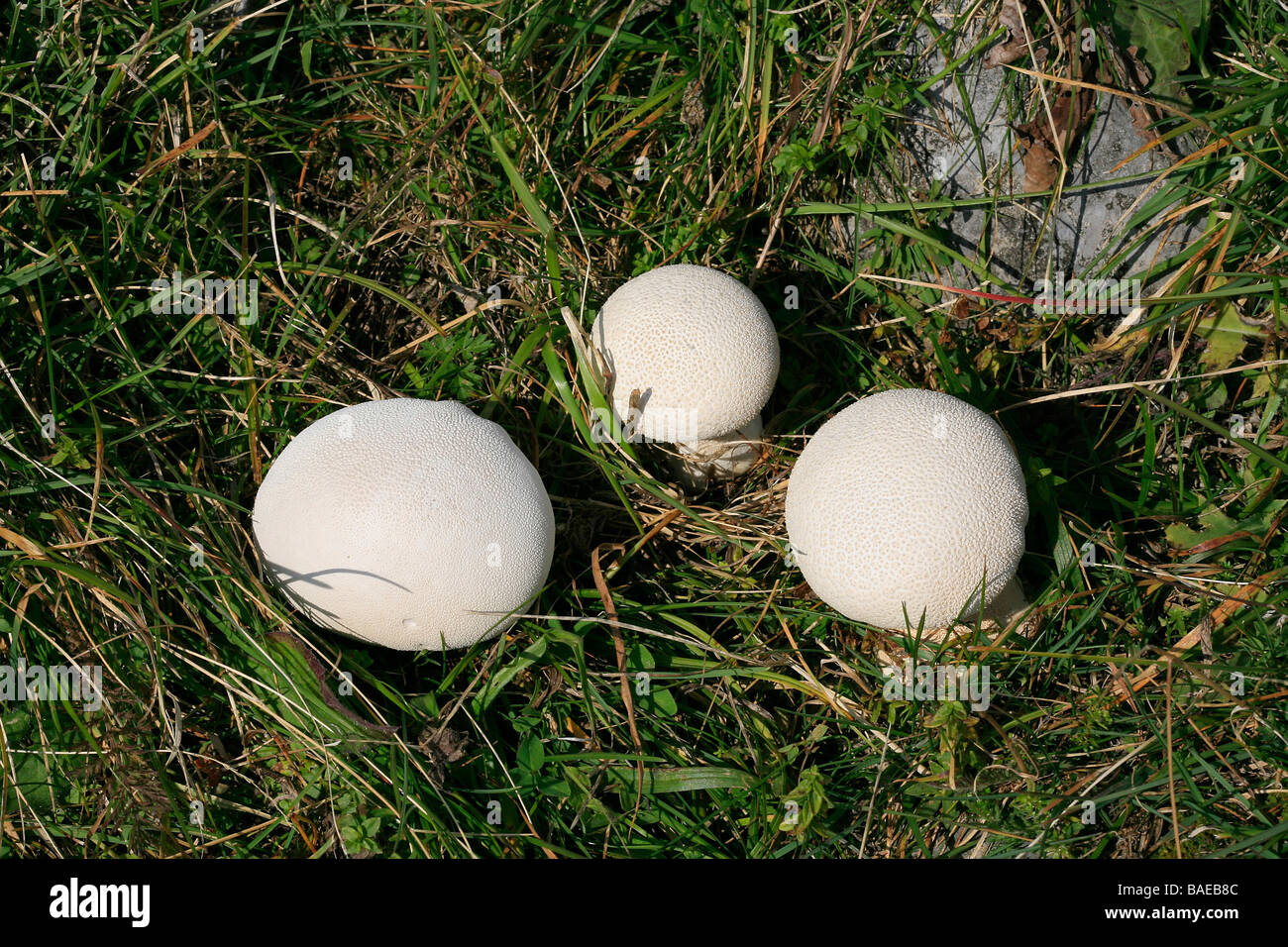 Lycoperdon hi-res stock photography and images - Alamy
