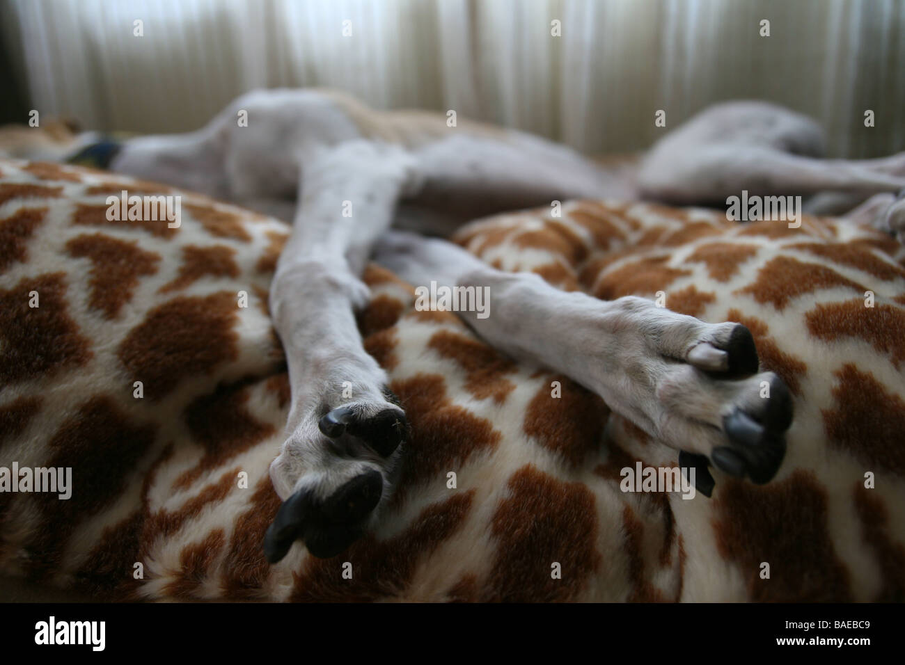 Greyhound dog lying down sleeping hi-res stock photography and images ...